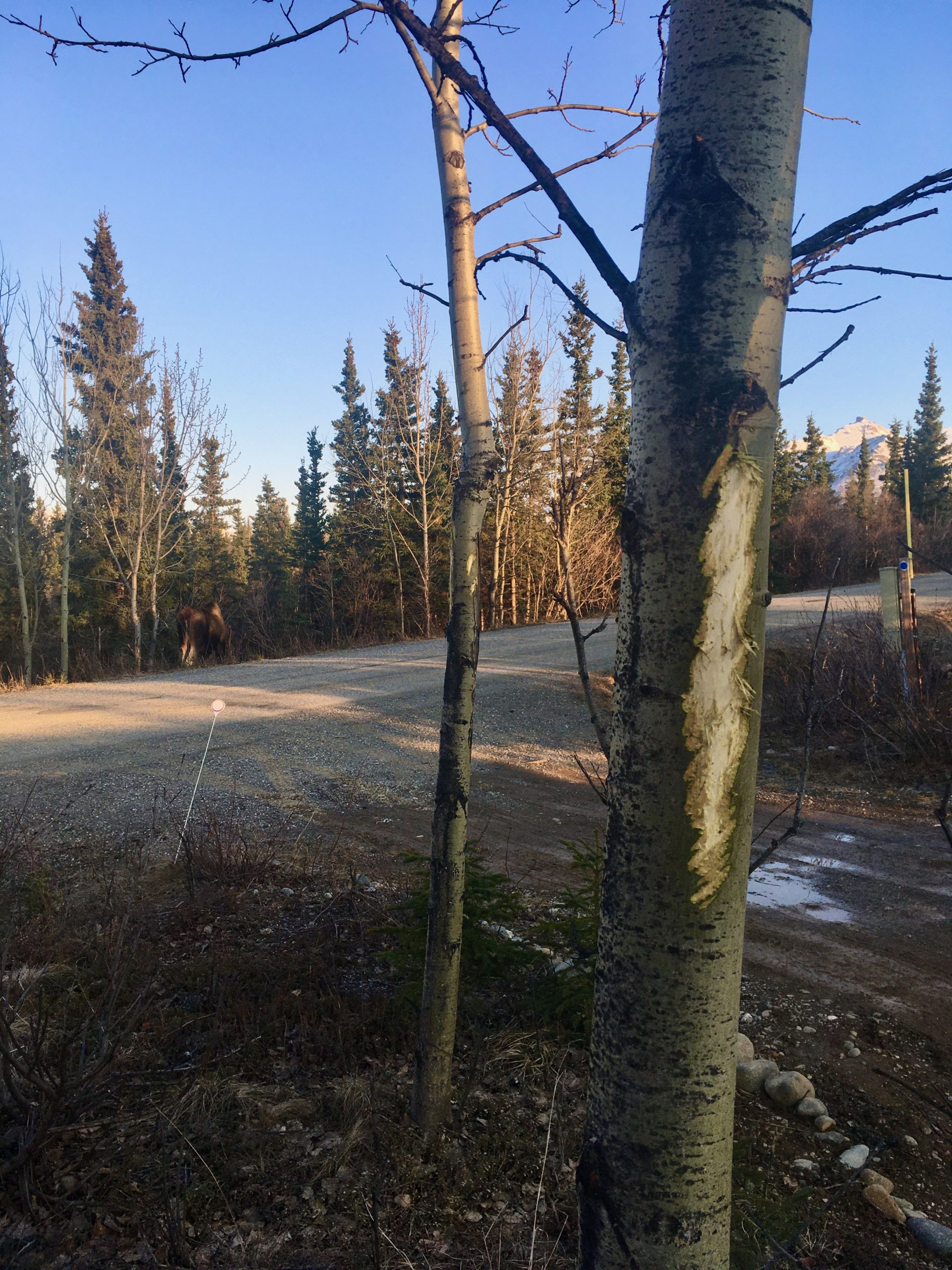 Moose-driveway-tree-scrapes - Wandering La Vignes