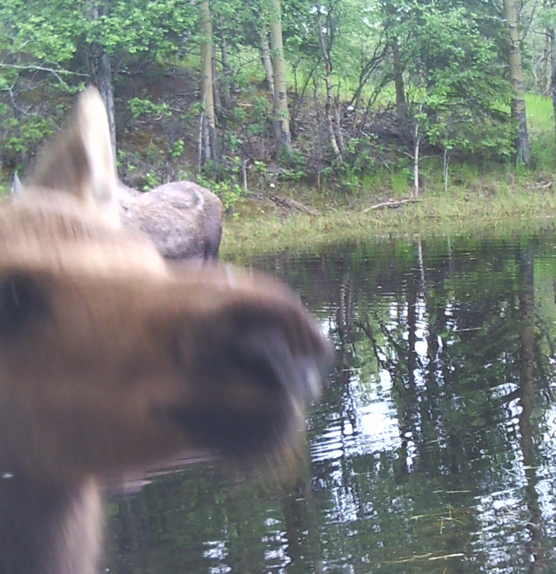 Baby-moose-closeup - Wandering La Vignes