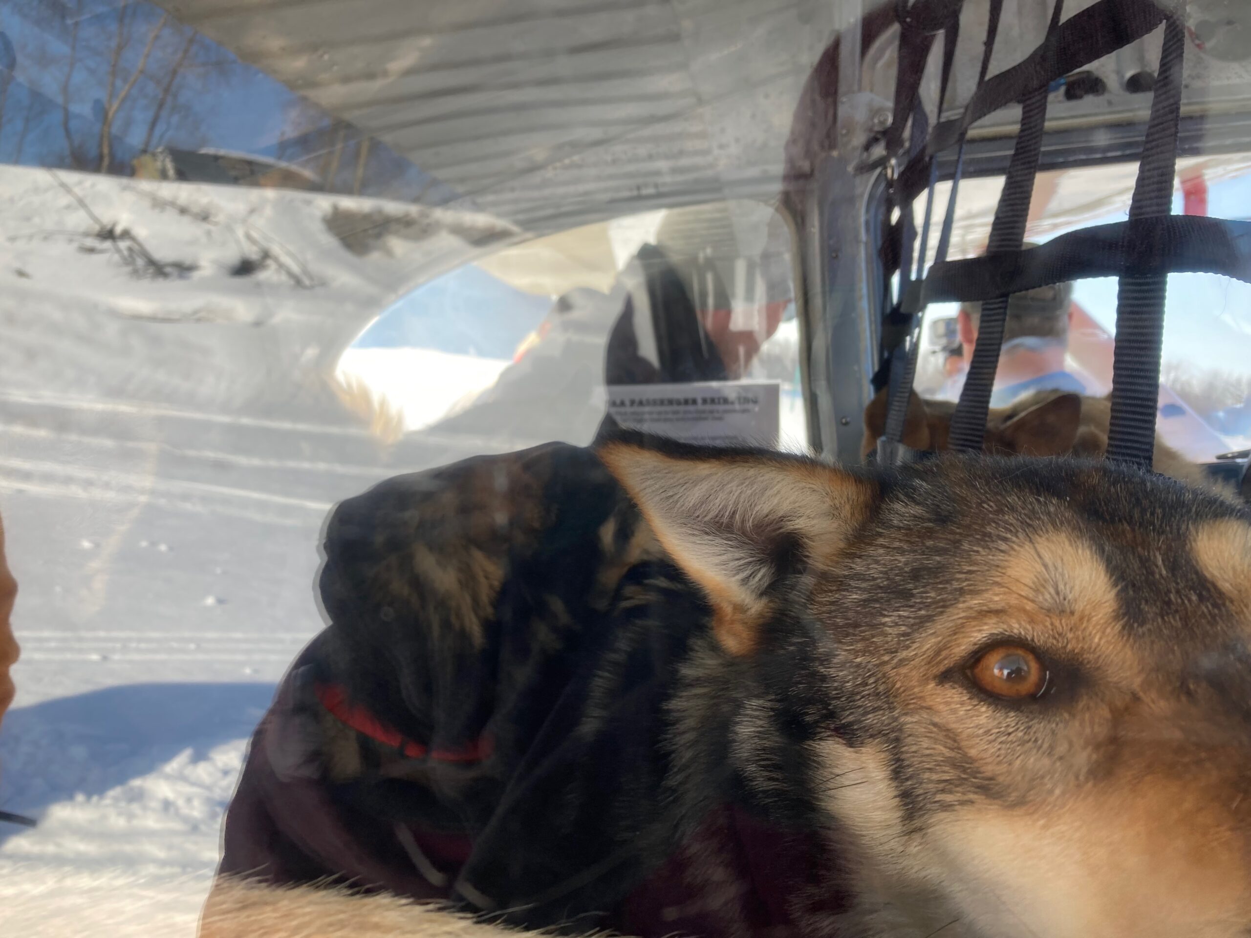 dogs-on-plane - Wandering La Vignes